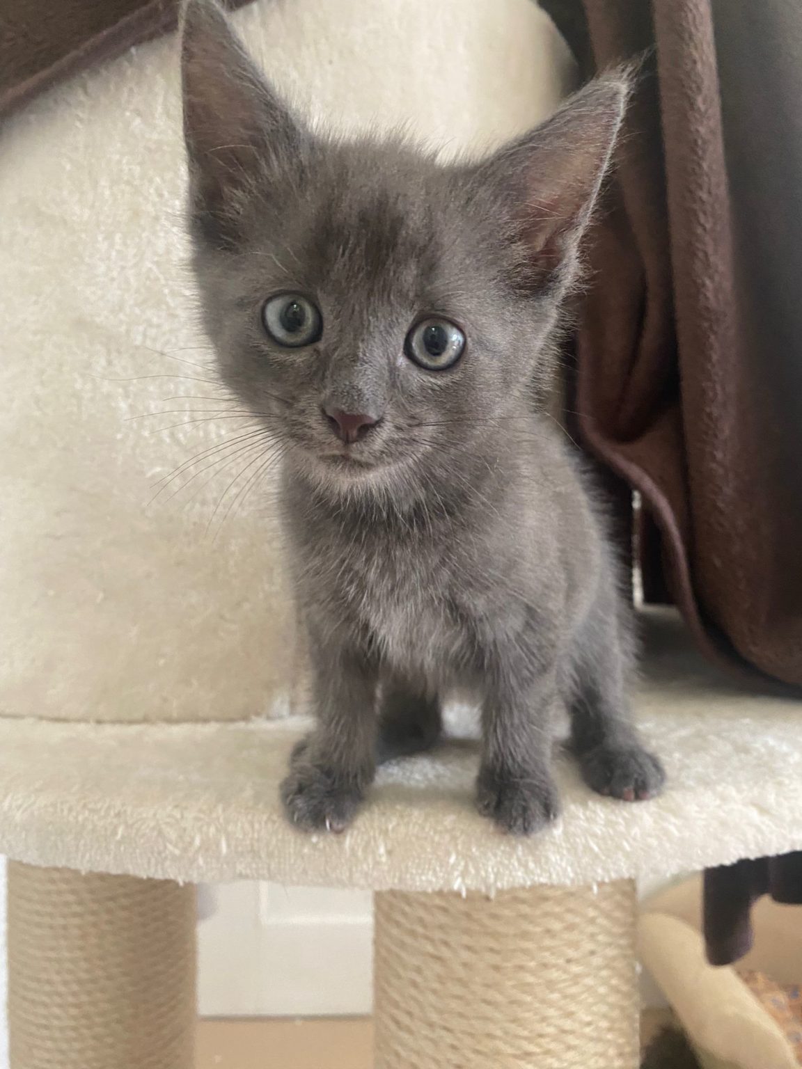 Albert & Alfred (vermittelt) - Tierheim Neumünster